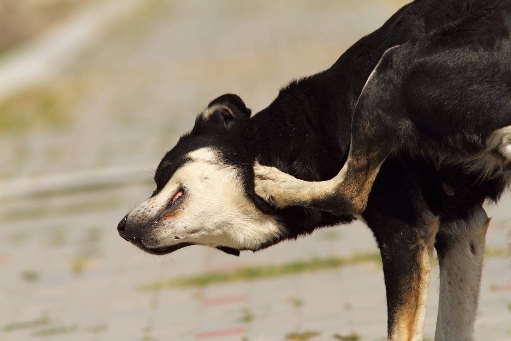 How To Stop A Dog From Scratching Finally How To Stop A Dog From Scratching Finally