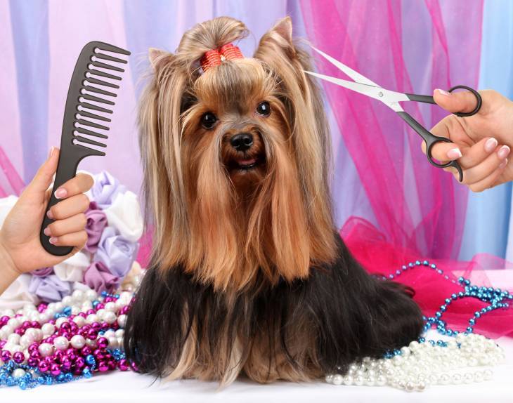 The Essential Tool For A Good Dog Hair Cut Clippers 