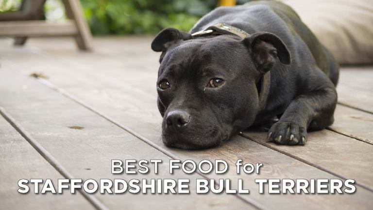 Best Dog Food For Staffordshire Bull Terriers (Top 5 Foods) | Herepup