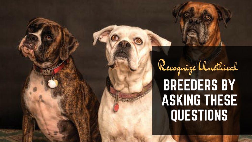 Recognize Unethical Breeders by Asking These Questions