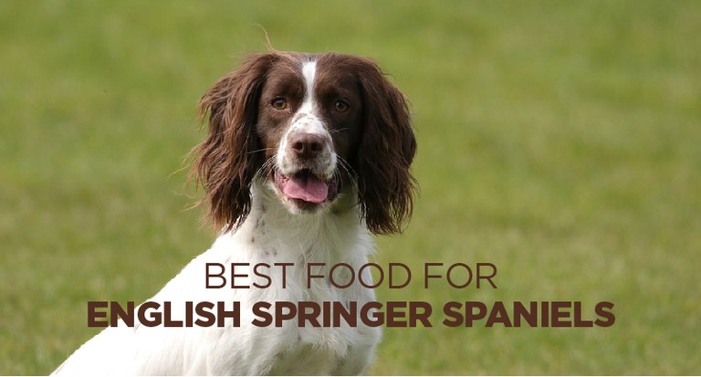 What is the Best Dog Food For English Springer Spaniels? | Herepup