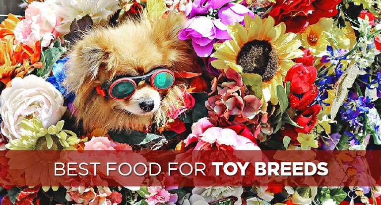 Toy Breed Dog Food Recommendations: Best 5 (For All Budgets) | Herepup