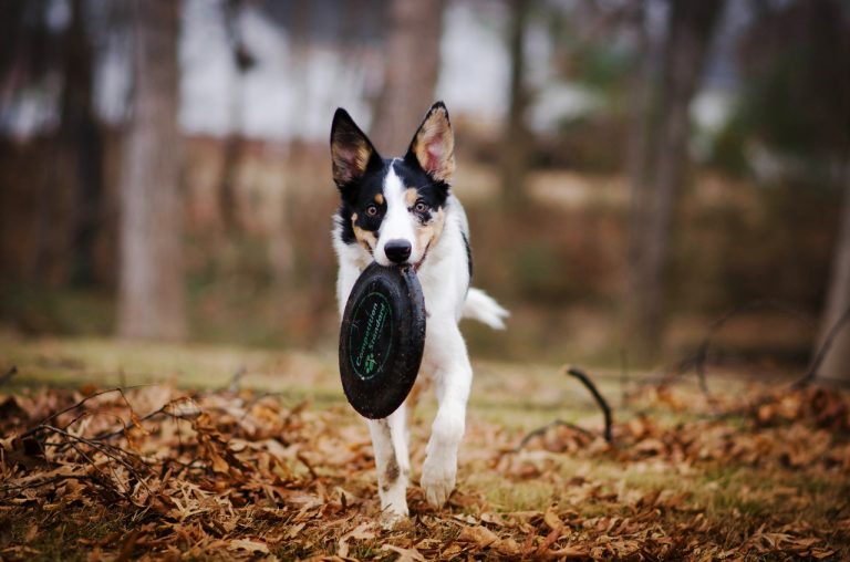 10 Best Dog Frisbee Hard and Soft of 2020 (Review) | Herepup