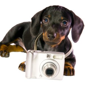 Dog Camera: The 10 Best Pet Camera for Home of 2020 | Herepup
